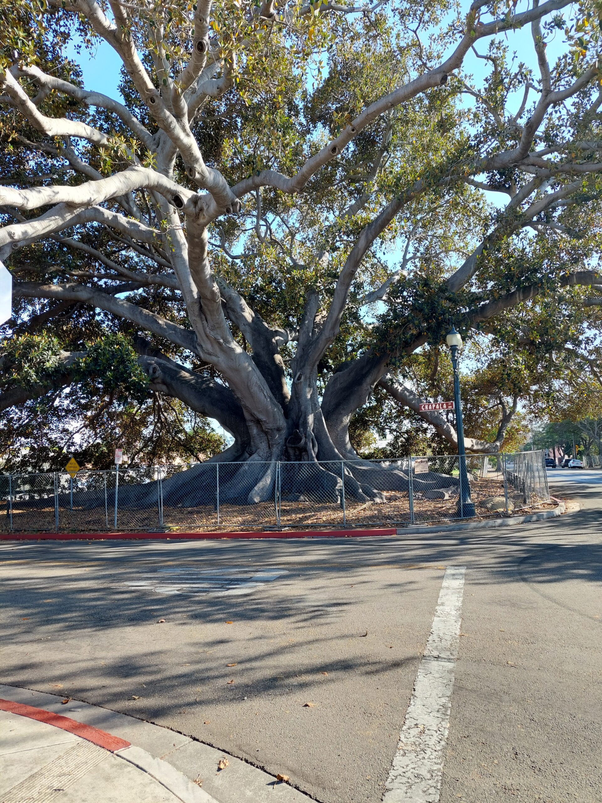 Moreton Bay Fig Tree in Santa Barbara!